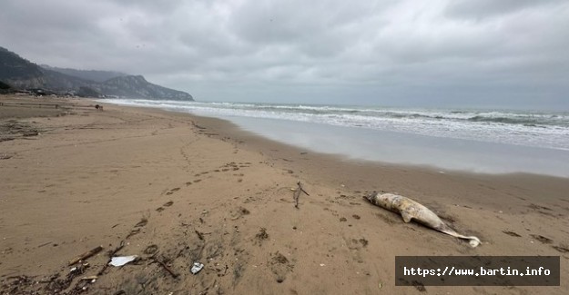 İnkum Tatil Beldesinde Ölü Yunus Kıyıya Vurdu - Son Dakika Bartın Haberleri