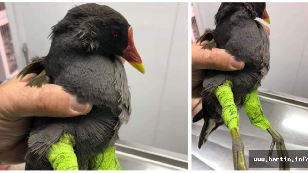 Bacakları Kırılan Su Tavuğu Tedavi Edildi - Son Dakika Bartın Haberleri